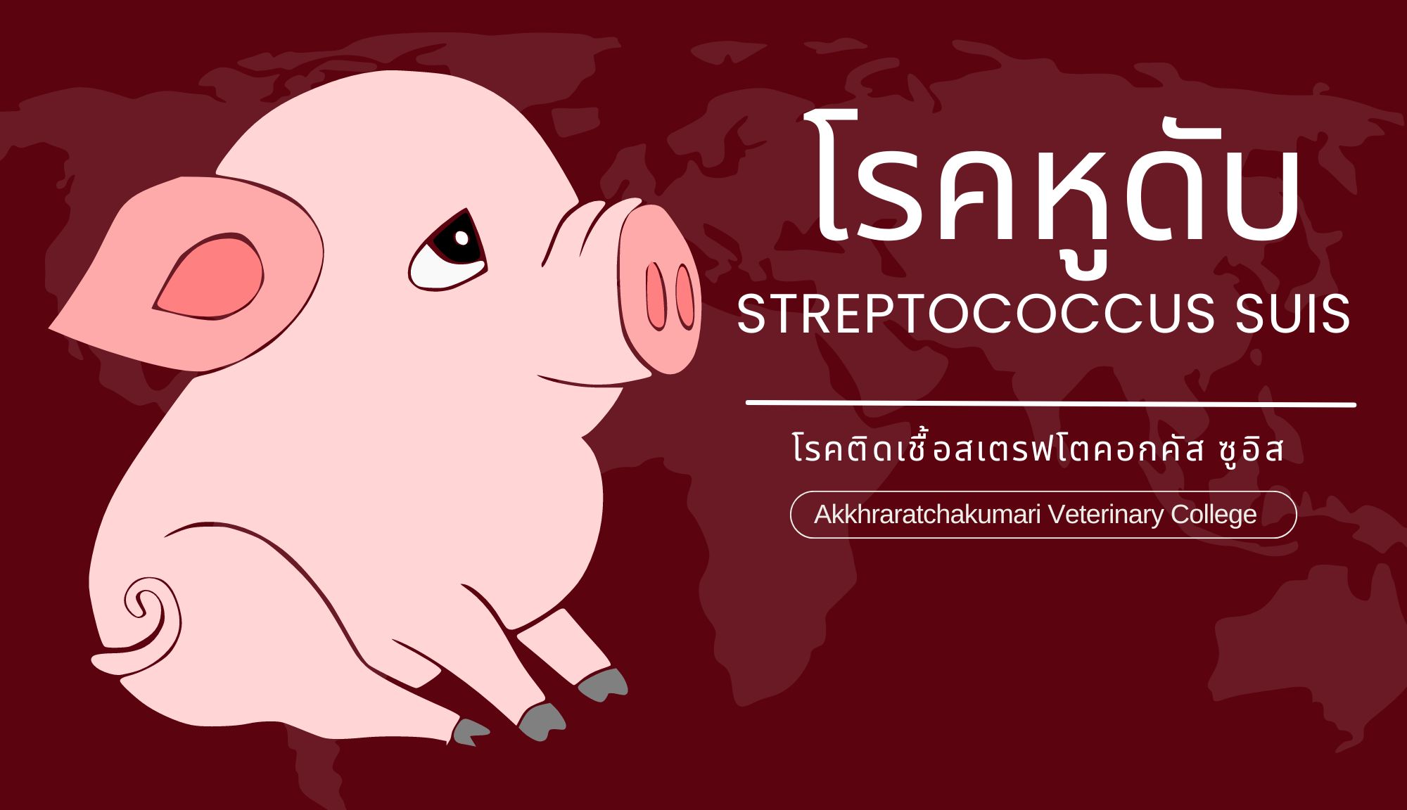 โรคหูดับ “ โรคติดเชื้อสเตรฟโตคอกคัส ซูอิส (Streptococcus suis ...
